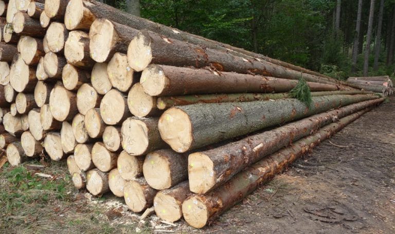 Holzpreise und Holzpreisentwicklung Fichte