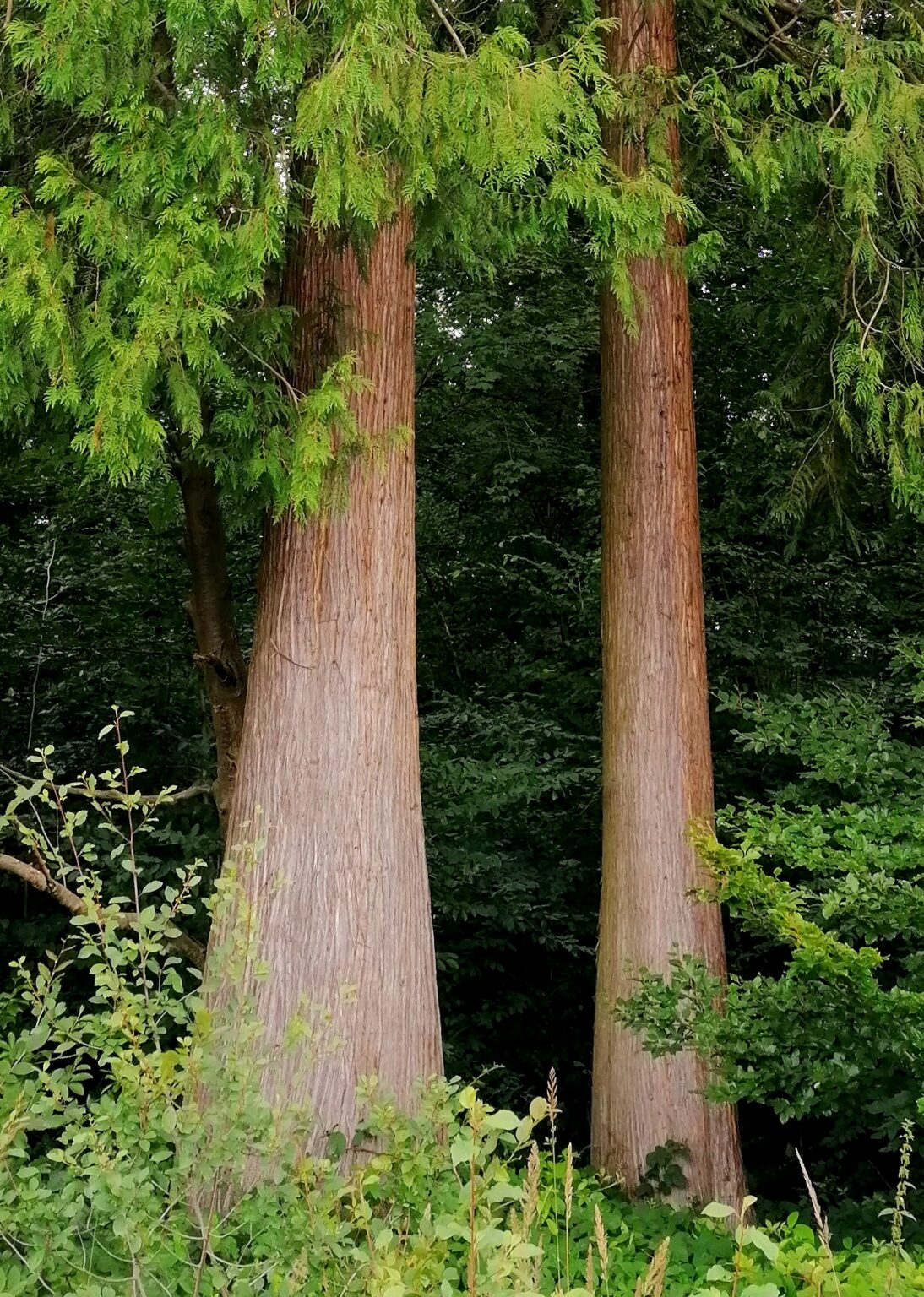 Der Riesen-Lebensbaum (Riesen-Thuja) als Forstpflanze